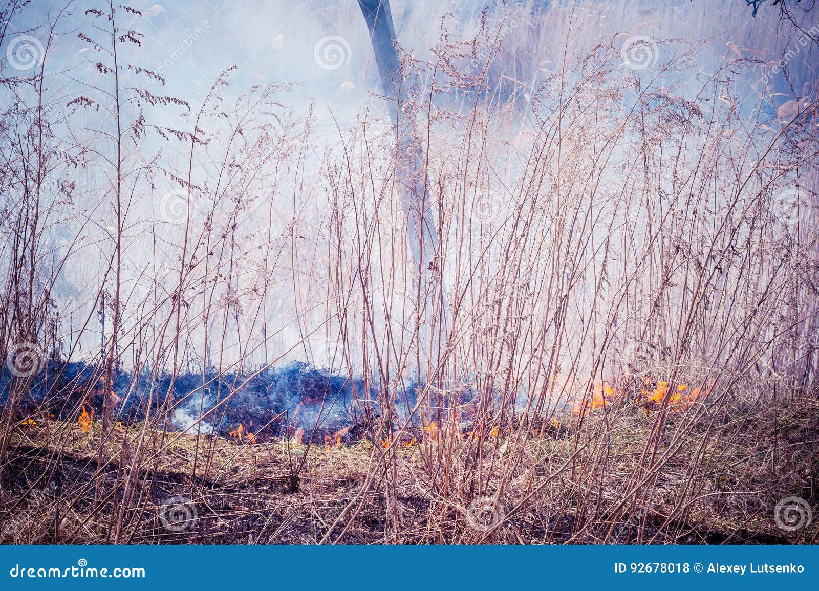 Fire in the forest stock photo. Image of wildlife, climate - 92678018