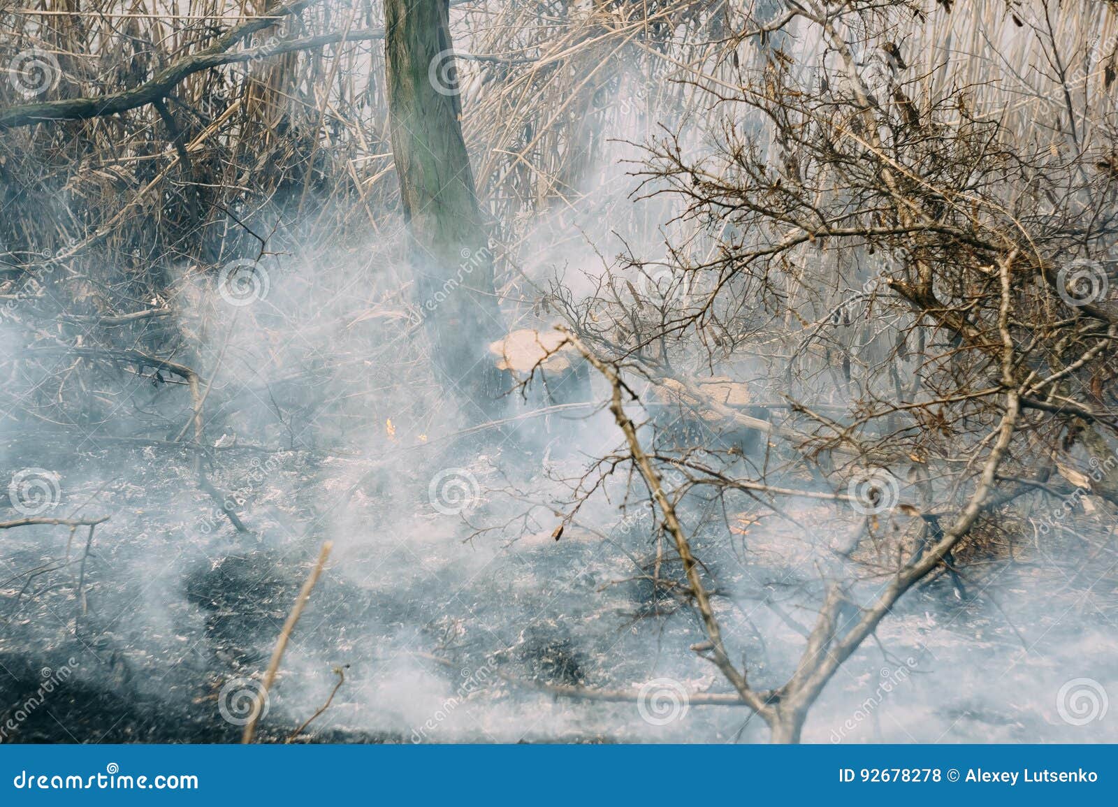 Fire in the forest stock photo. Image of wildlife, fire - 92678278