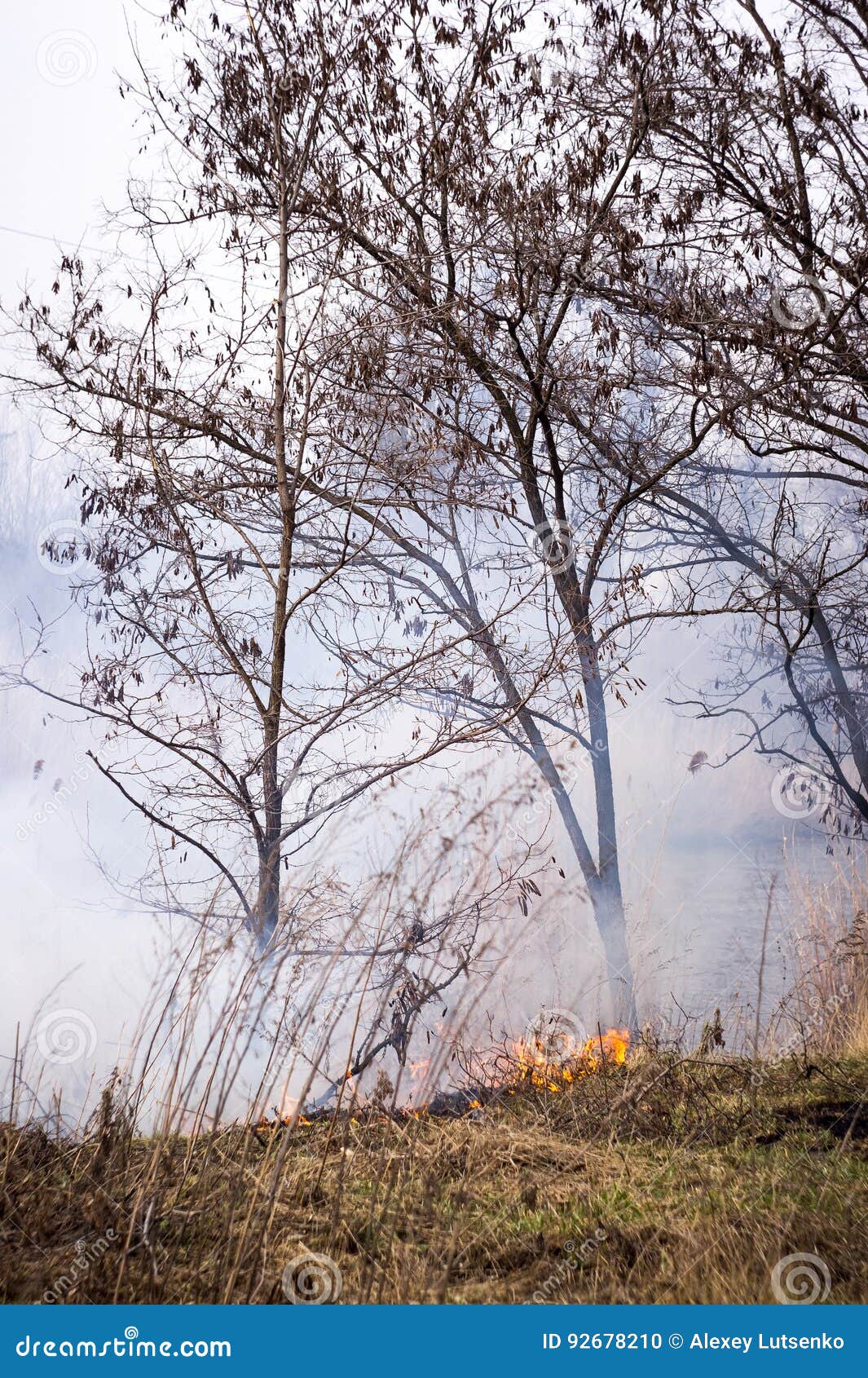 Fire in the forest stock photo. Image of river, black - 92678210