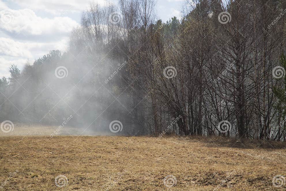 A Fire in the Forest. Smoke in the Forest Stock Photo - Image of wild ...