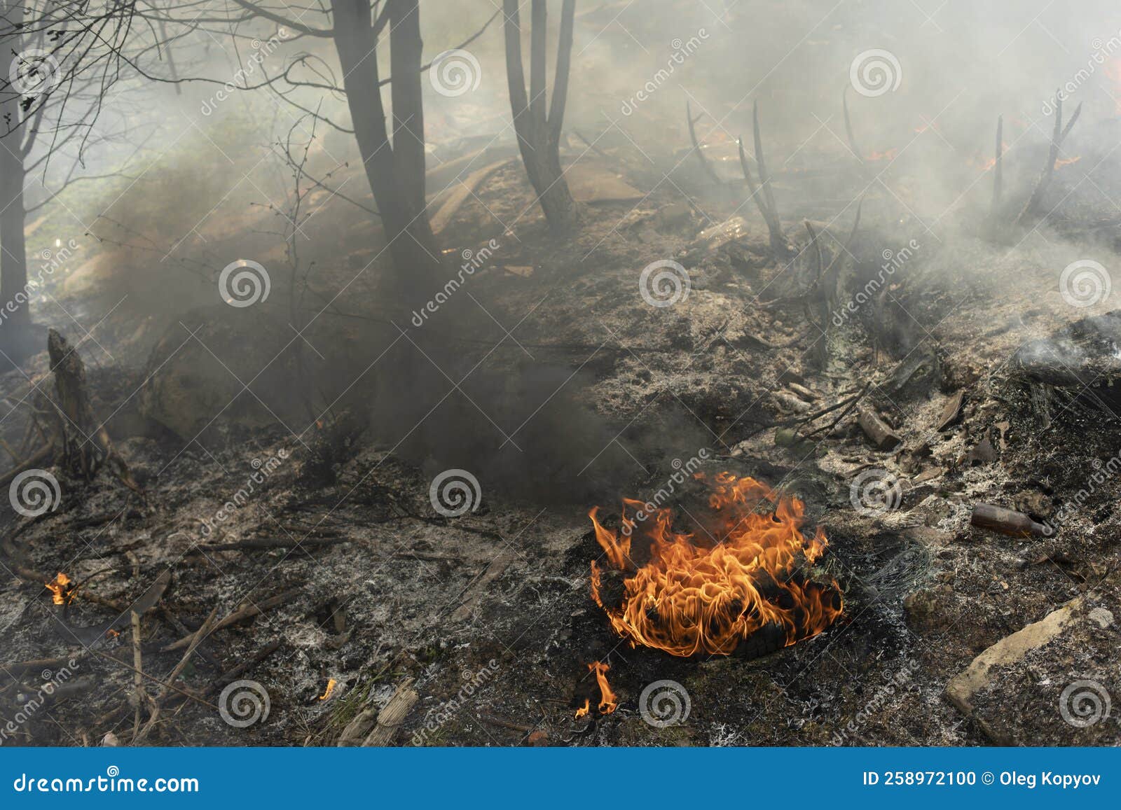 Fire in Forest. Fire and Smoke Stock Photo - Image of dead, climate ...
