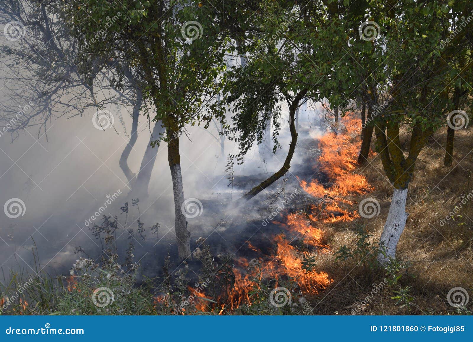 Fire in the Forest. Fire and Smoke in the Forest Litter. the Grass is ...
