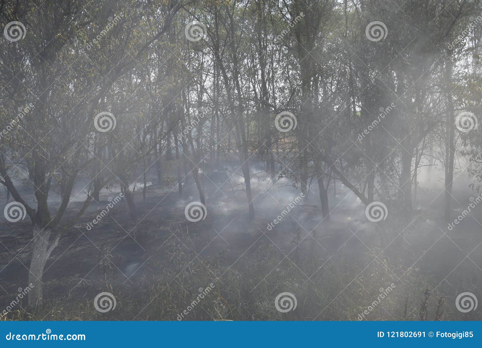 Fire in the Forest. Fire and Smoke in the Forest Litter. the Grass is ...