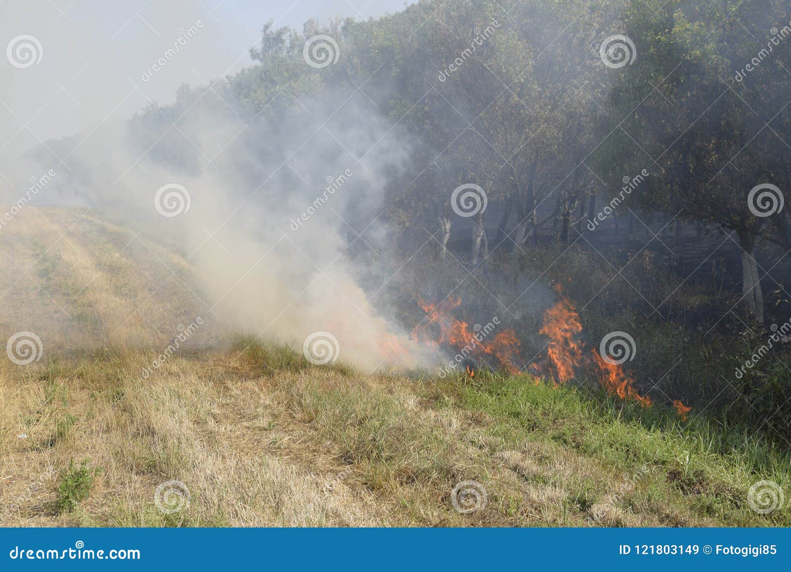 Fire in the Forest. Fire and Smoke in the Forest Litter. the Grass is ...