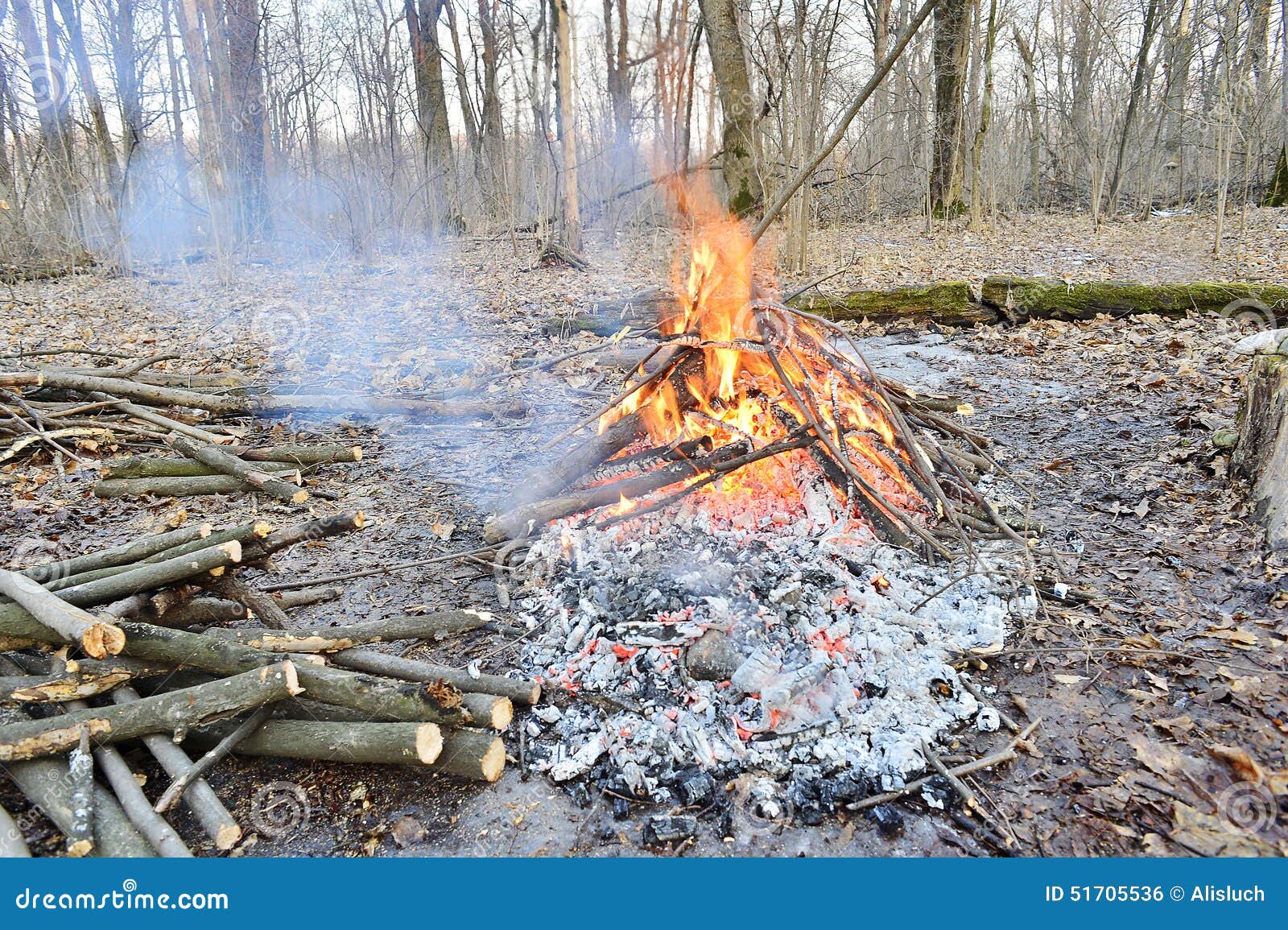 A Fire in a Forest in Spring Stock Photo - Image of naked, spring: 51705536