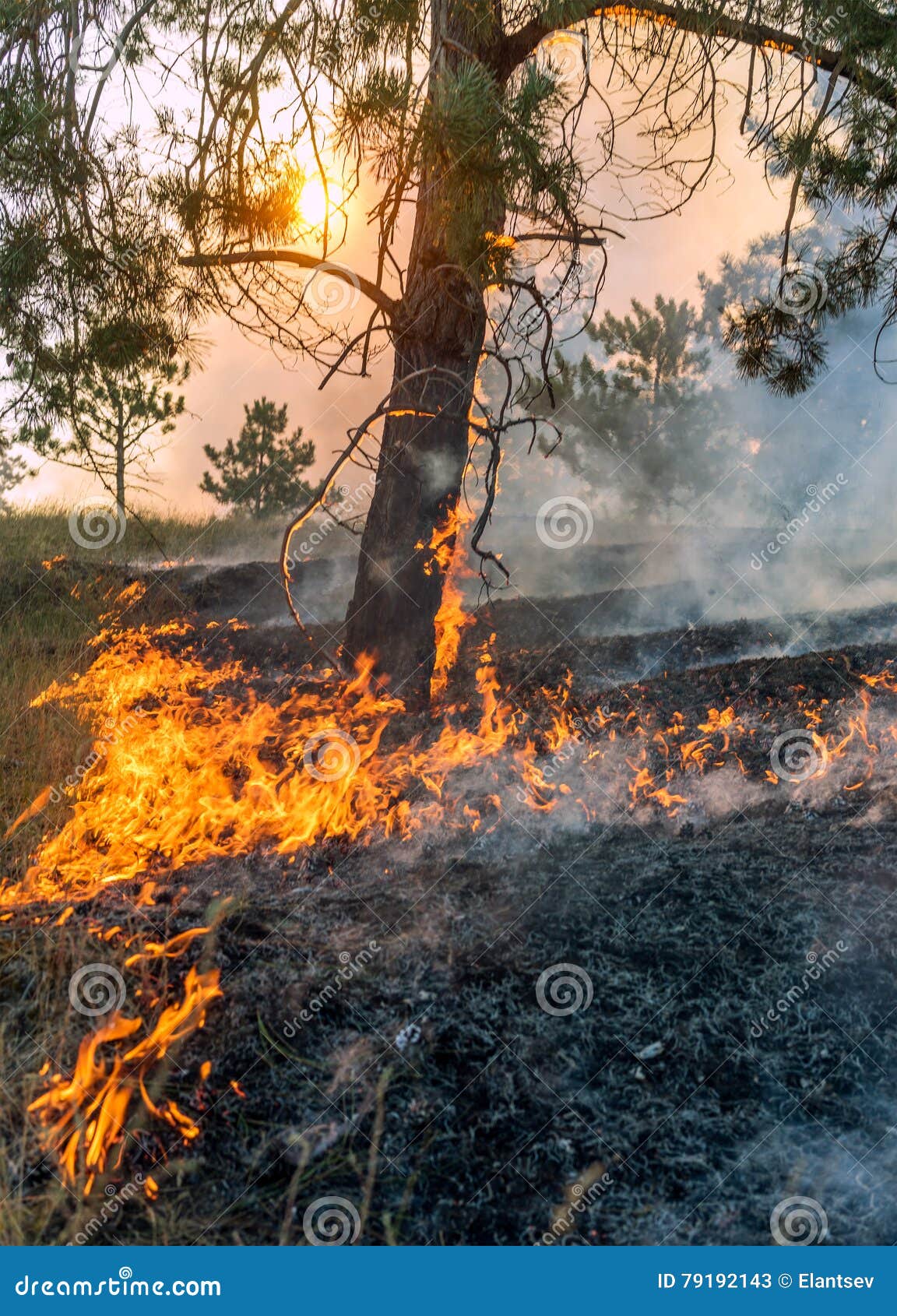 Fire in the Forest, the Trees are Burning a Lot of Smoke. Stock Image ...