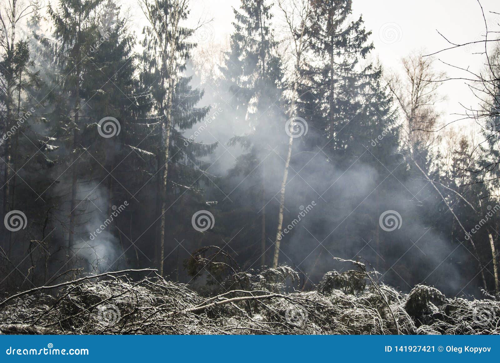 Fire in the Forest in Winter. the Forest is Burning. Dangerous ...