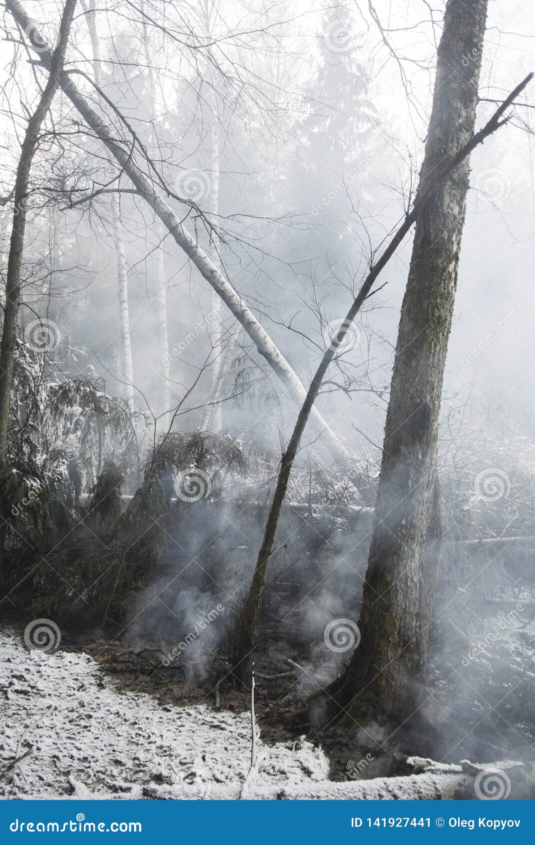 Fire in the Forest in Winter. the Forest is Burning. Dangerous ...