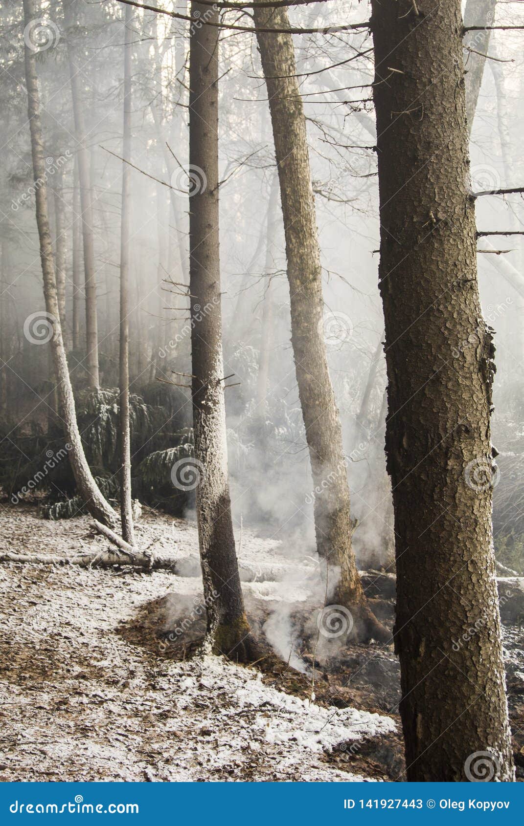 Fire in the Forest in Winter. the Forest is Burning. Dangerous ...