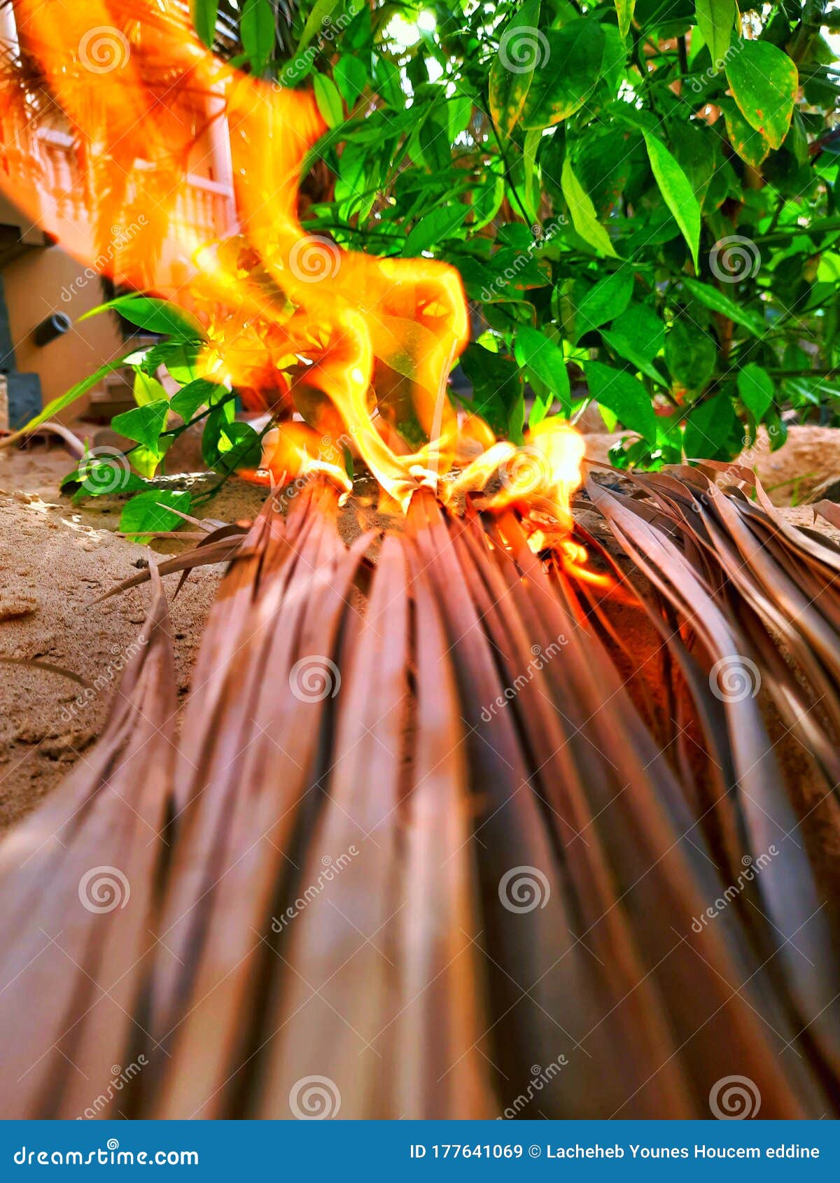 Fire in garden on desert stock image. Image of wallpaper - 177641069