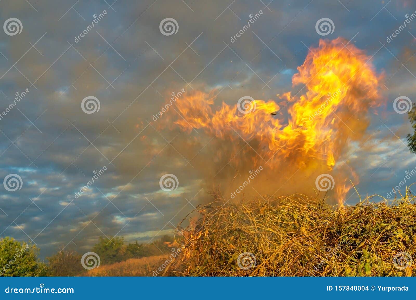 Fire in the Garden, Weeds are Burned after Harvesting Stock Photo ...