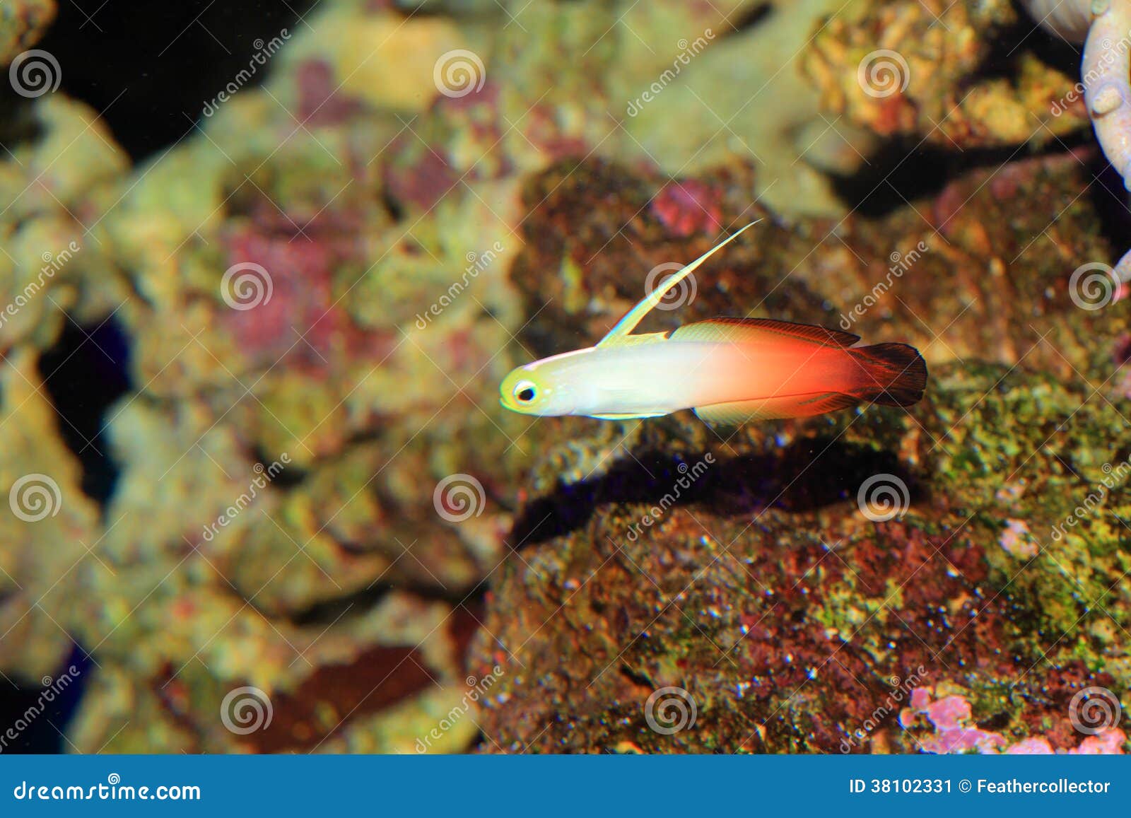 Fire goby stock image. Image of coral, dartfish, magnifica - 38102331