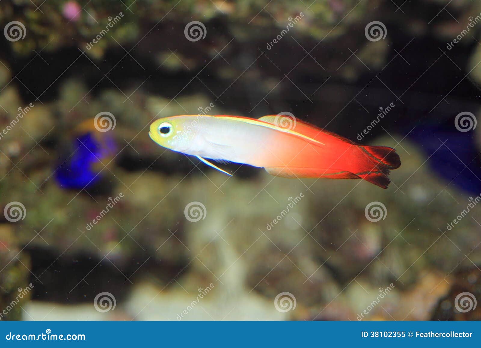 Fire goby stock image. Image of white, underwater, tail - 38102355
