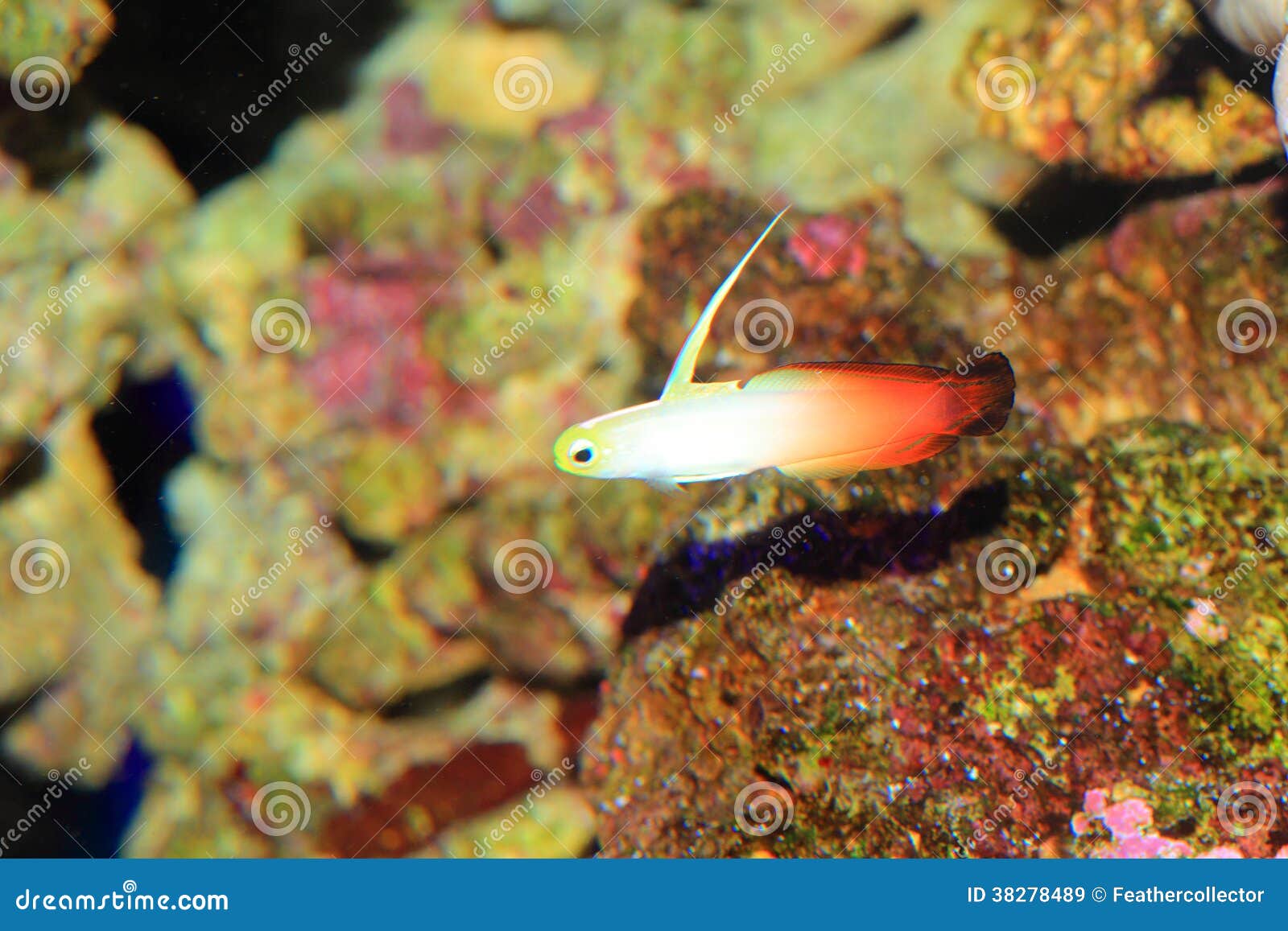 Fire goby stock image. Image of isolated, okinawa, animal - 38278489