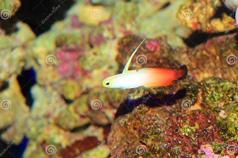 Fire goby stock image. Image of isolated, okinawa, animal - 38278489