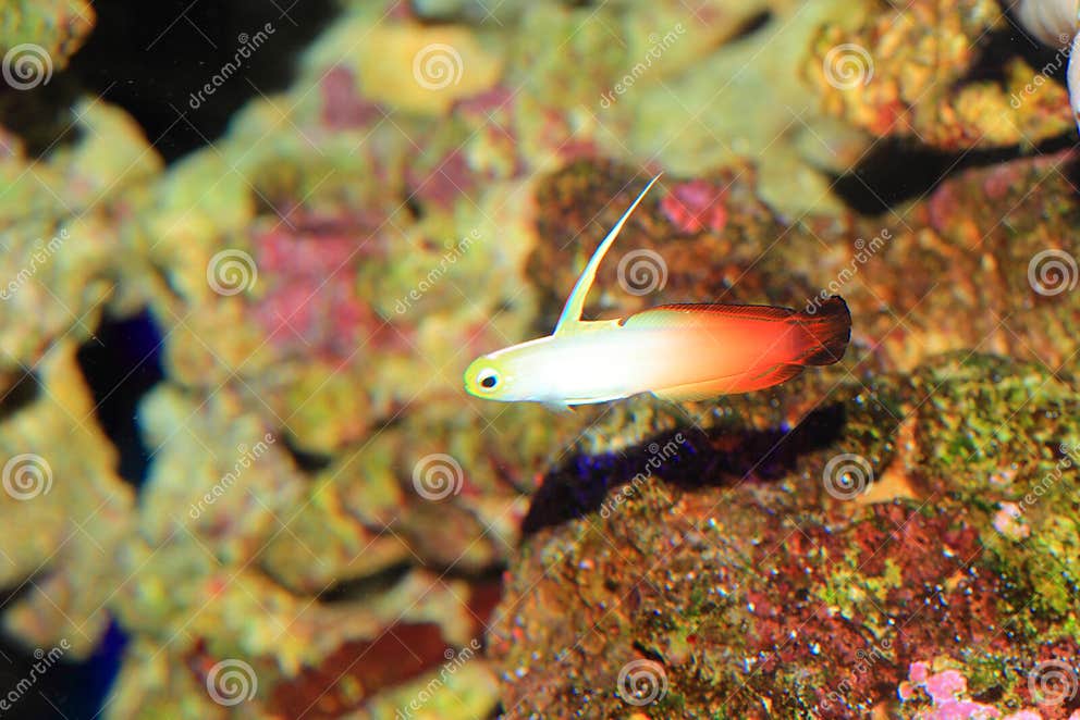 Fire goby stock image. Image of isolated, okinawa, animal - 38278489