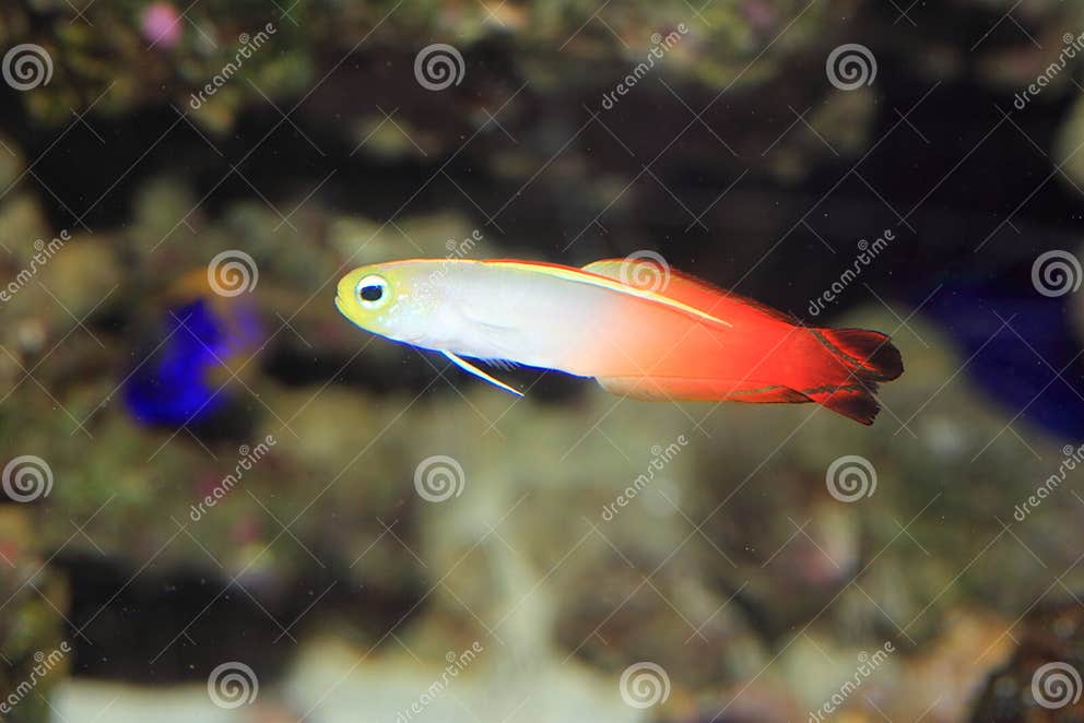 Fire goby stock photo. Image of diving, underwater, dartfish - 38278592