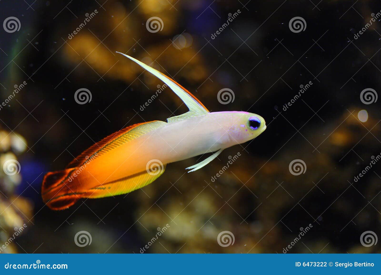 Fire Goby Fish stock photo. Image of magnifica, fresh - 6473222