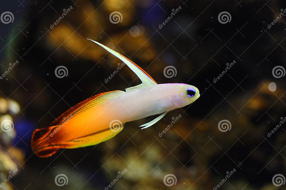 Fire Goby Fish stock photo. Image of magnifica, fresh - 6473222