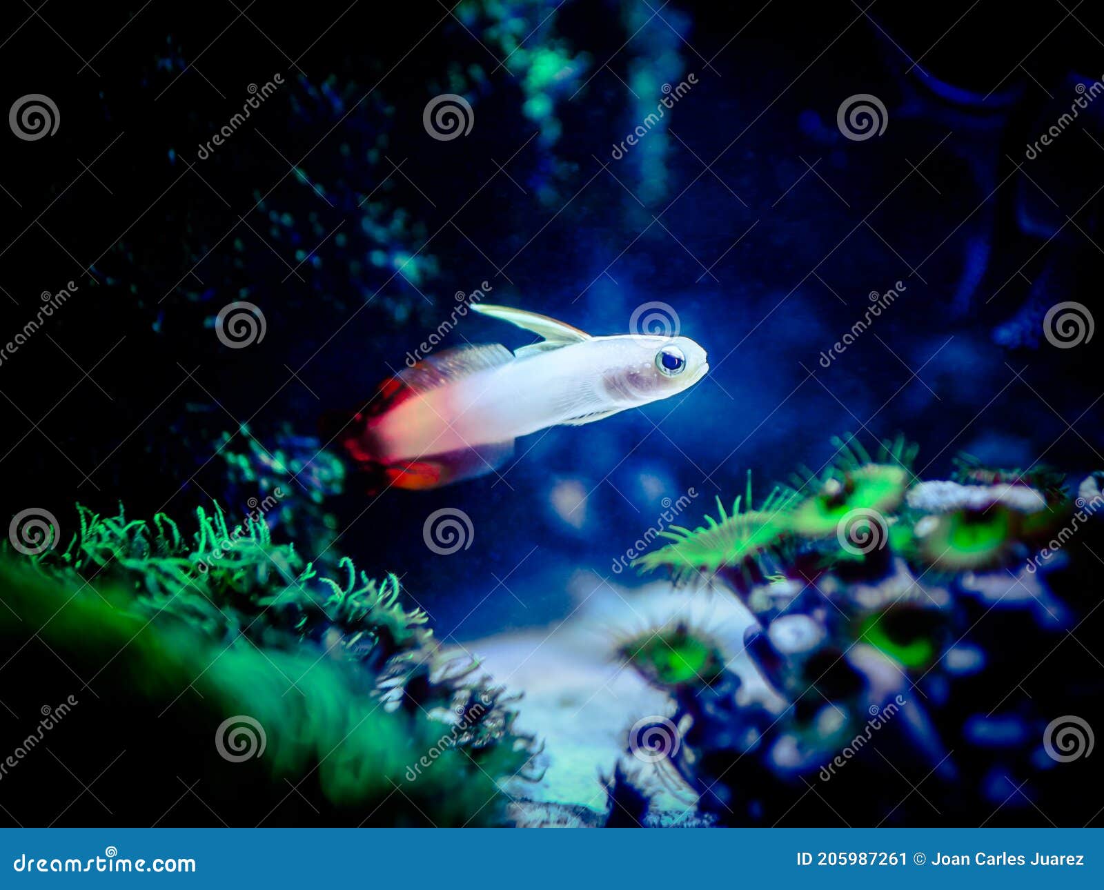 Fire Goby Nemateleotris Magnifica Isolated in a Reef Tank Stock Image ...