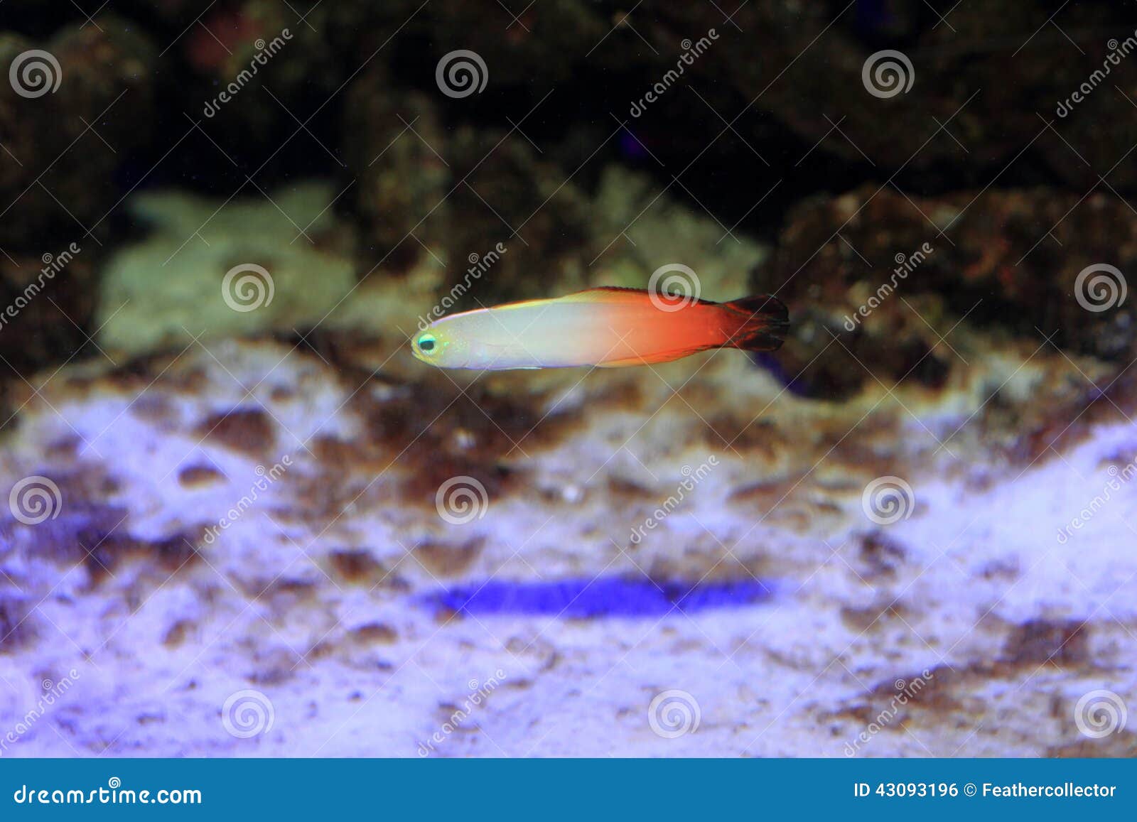 Fire goby stock photo. Image of firefish, science, animal - 43093196