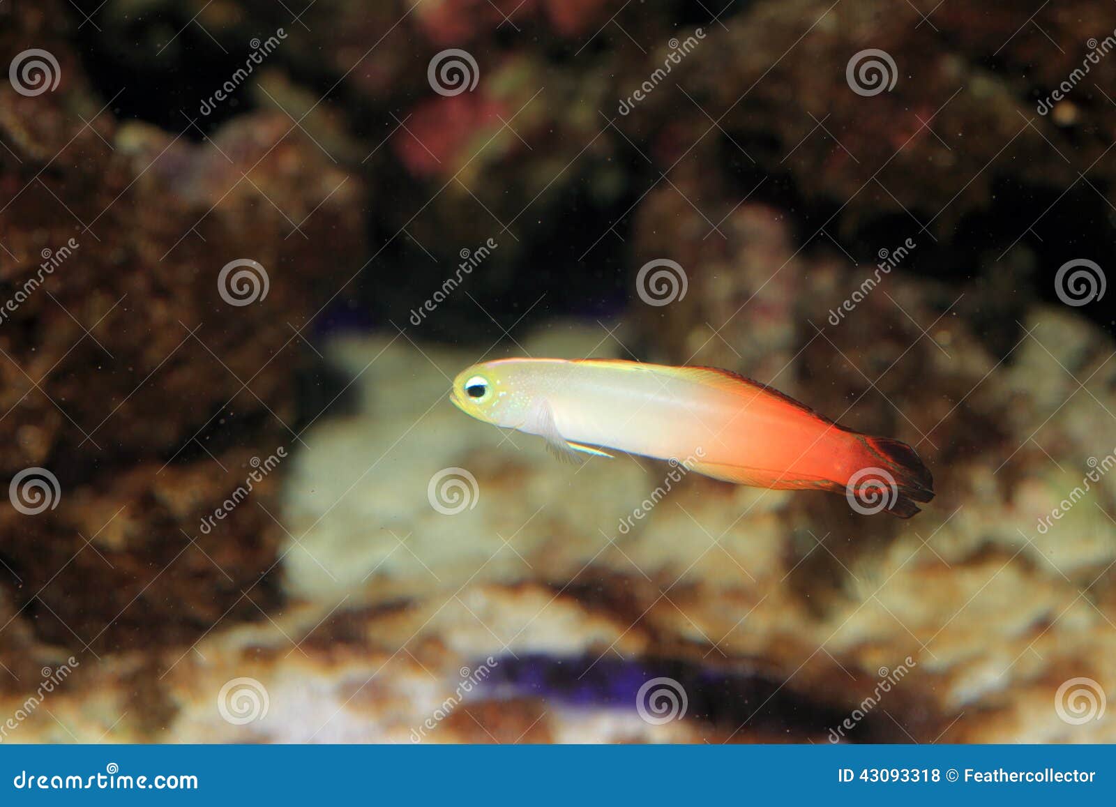 Fire goby stock photo. Image of animal, magnifica, reef - 43093318