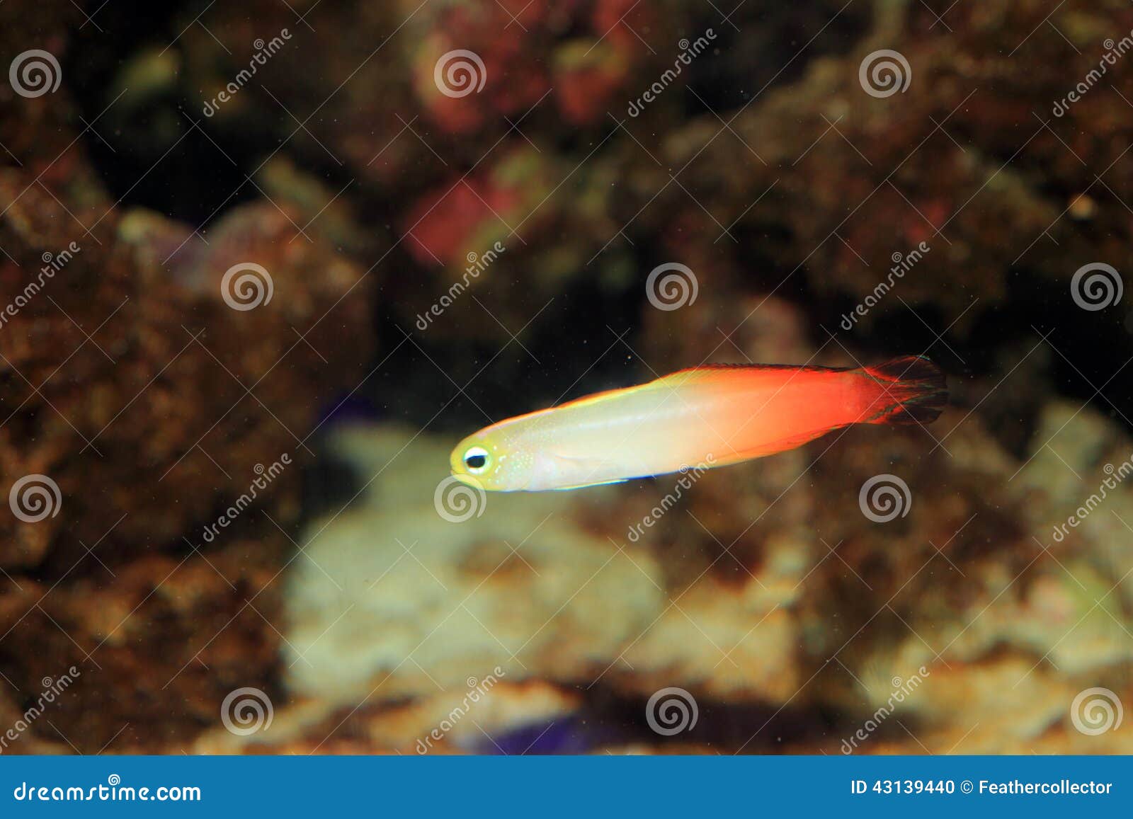 Fire goby stock photo. Image of salt, science, animal - 43139440