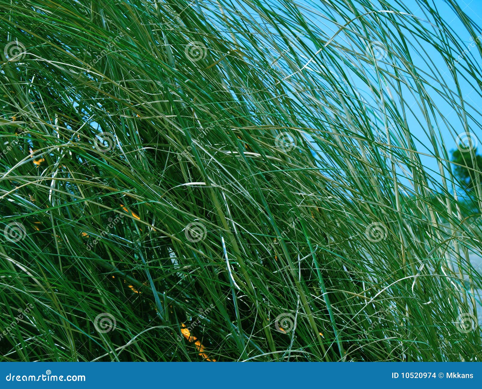 Fire in grass stock photo. Image of fireing, nature, lawn - 10520974