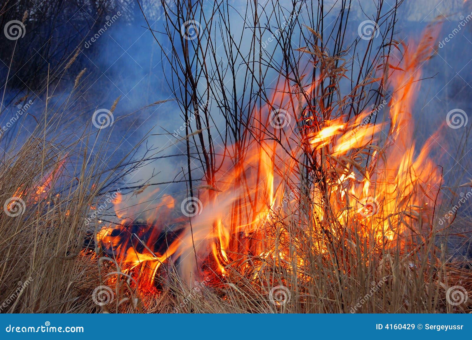 Fire of grass stock image. Image of tree, bush, fire, forest - 4160429