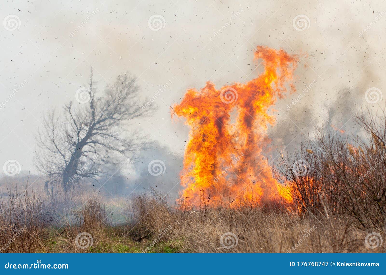 Fire. Grass Burns in the Field. Stock Image - Image of ignite, burnt ...