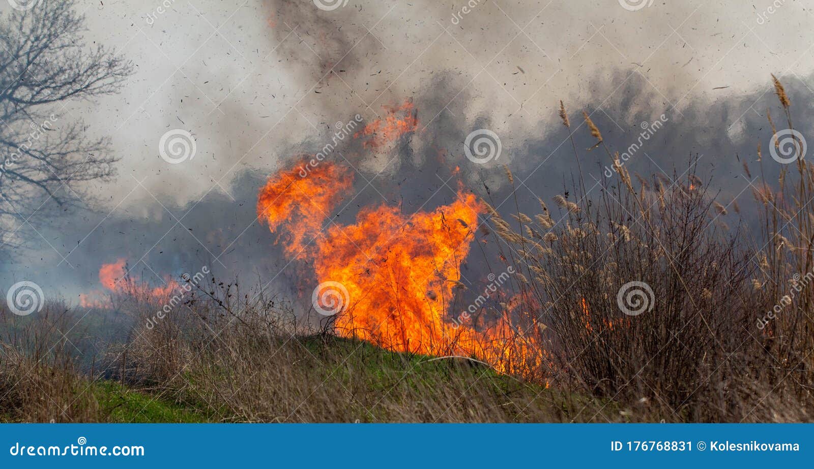 Fire. Grass Burns in the Field. Stock Image - Image of landscape ...