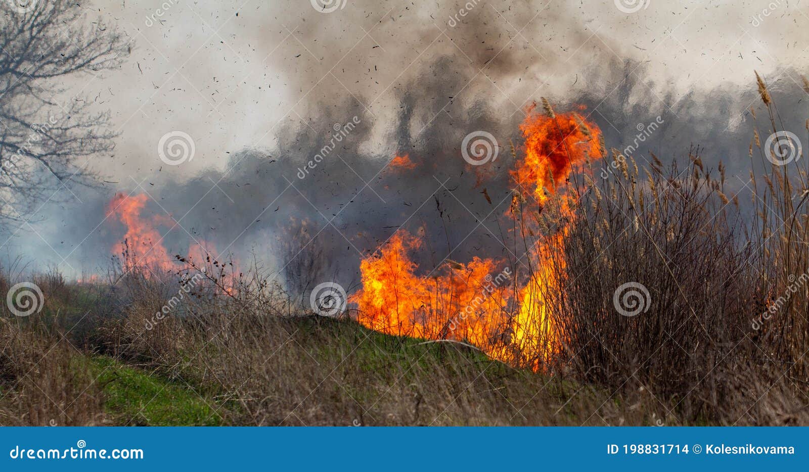 Fire. Grass Burns in the Field Stock Photo - Image of ignite, fast ...