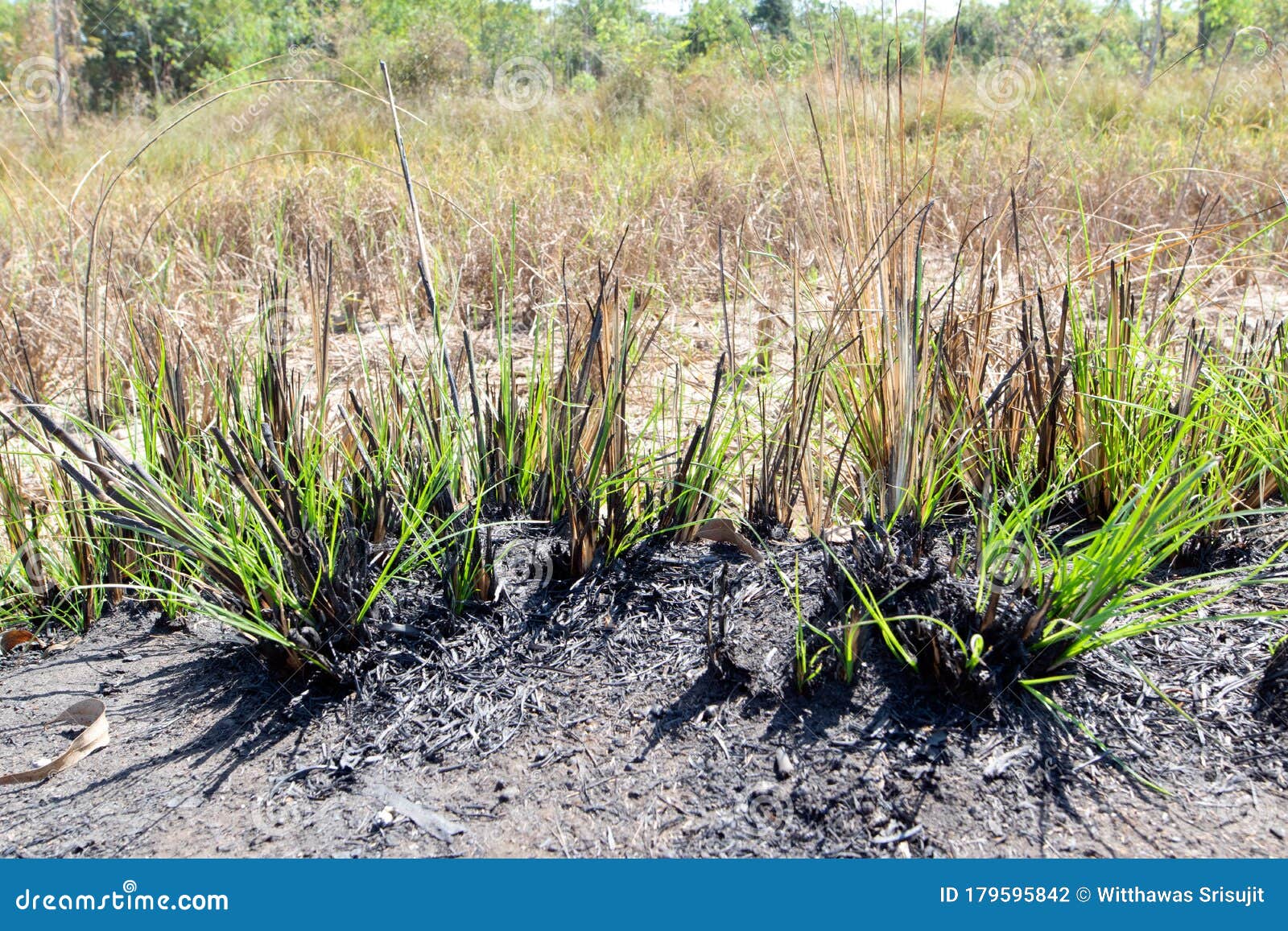 Fire Grass Clumps, Young Grass Growing with Sunlight Stock Photo ...