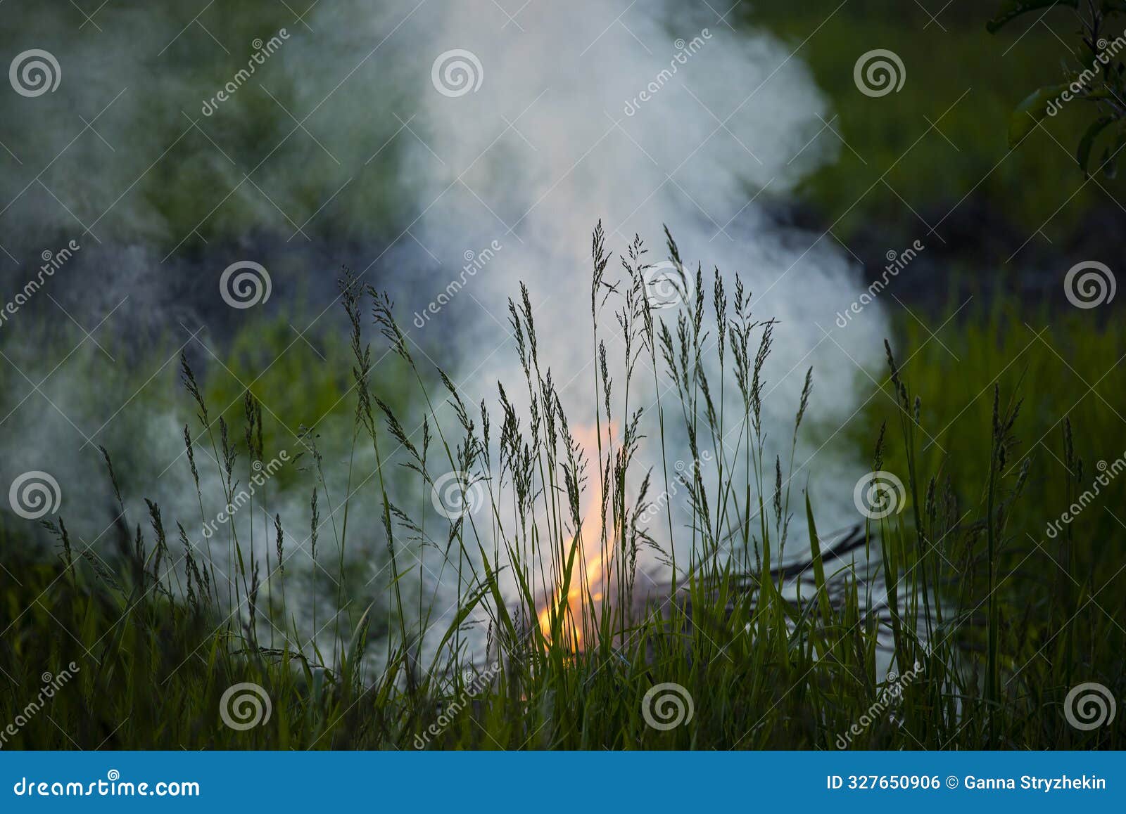 Fire of Grass in the Field. Fire Hazard Situation. Ecological Situation ...
