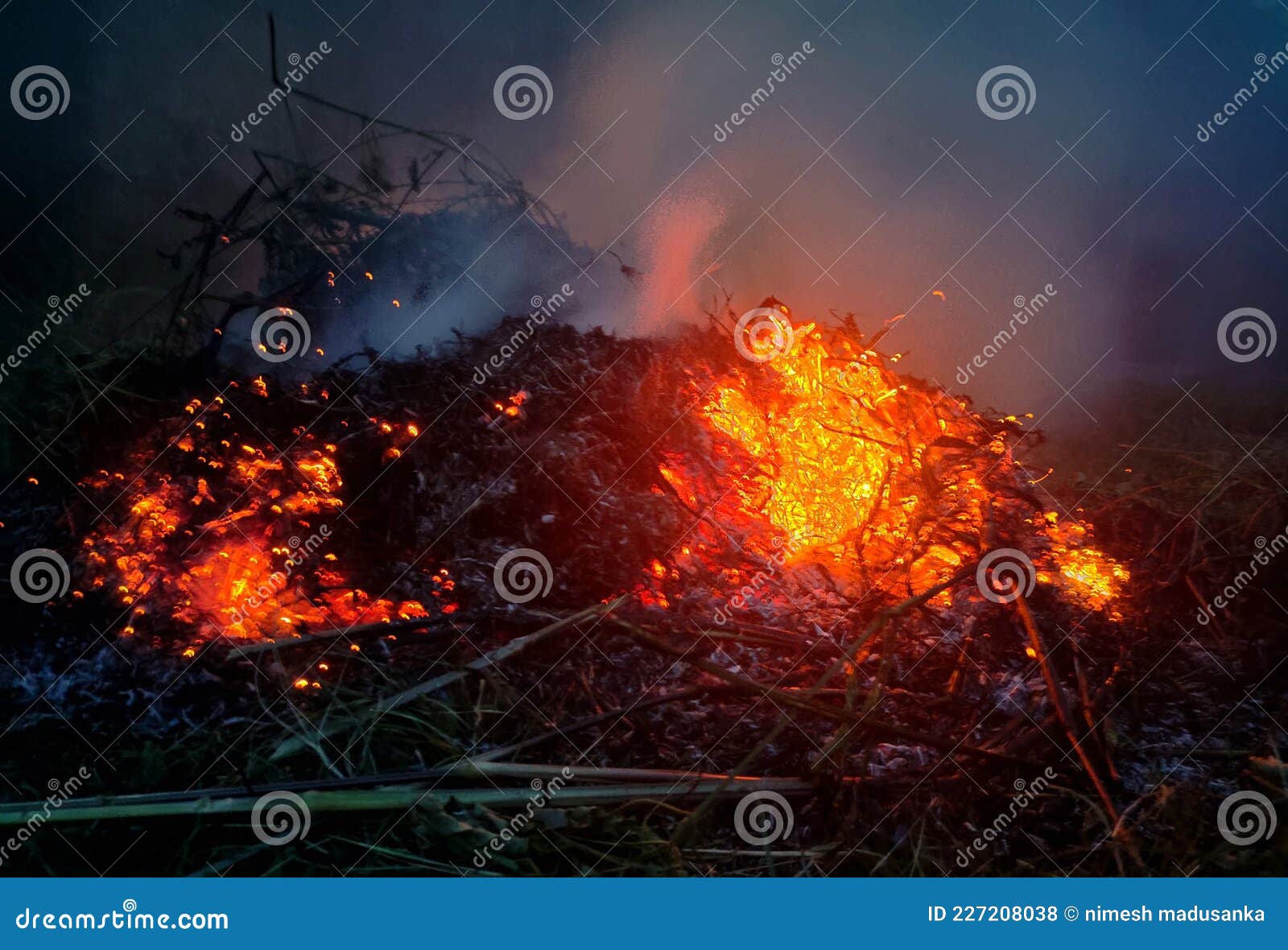 Fire Grass Landscape Plant Tree Stock Photo - Image of landscape, grass ...