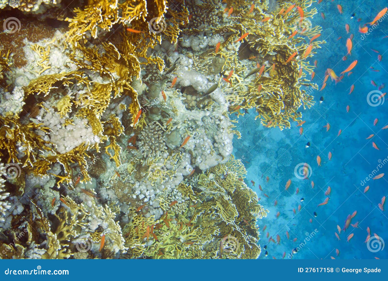 Fire hard coral stock photo. Image of aquatic, hard, coral - 27617158