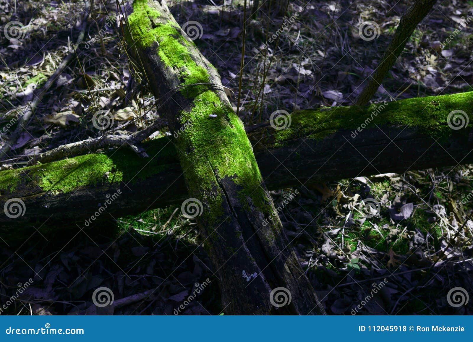 Fire Hazard in the Woodlands Stock Photo - Image of environment, trail ...