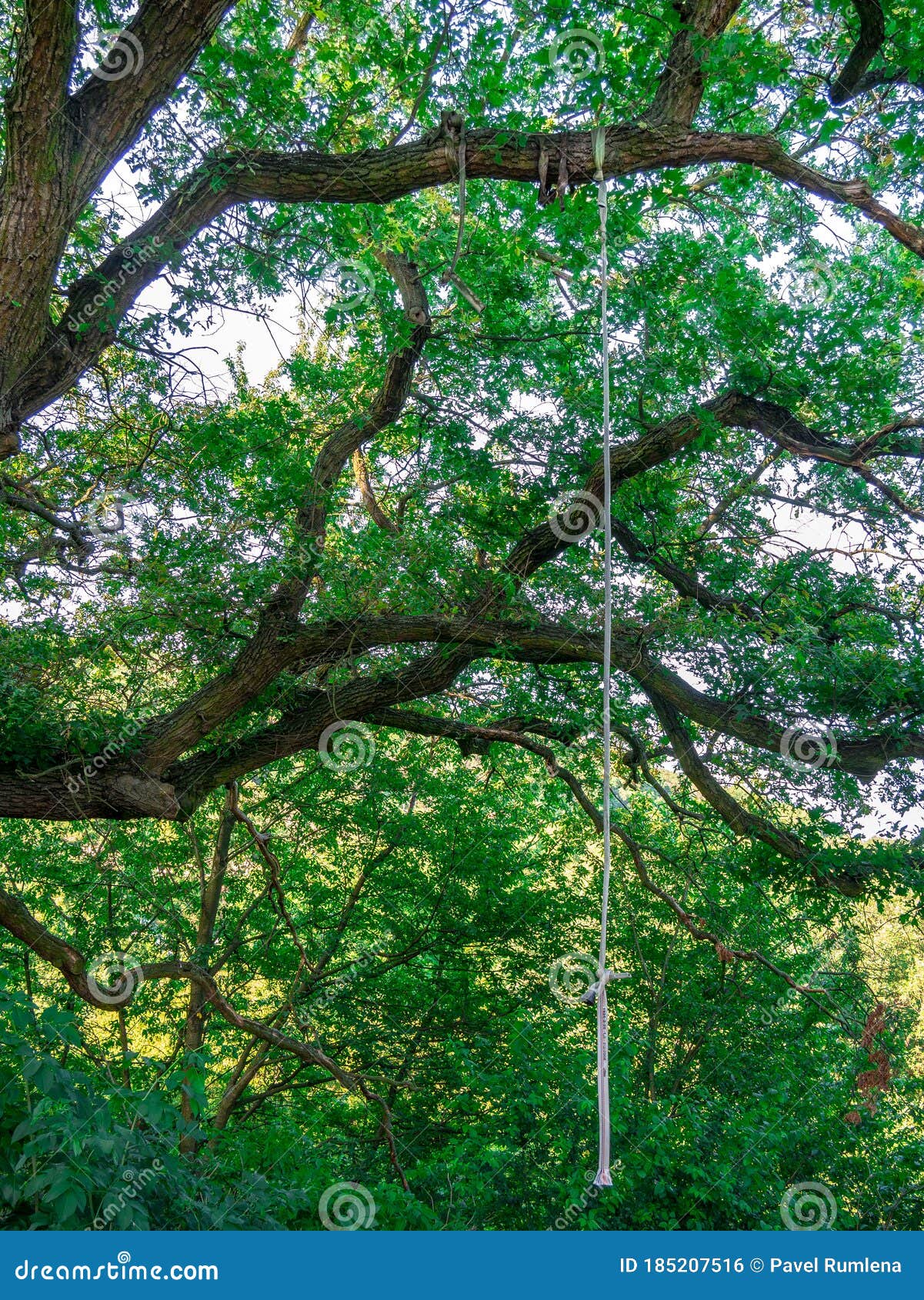 Fire Hoses on a Tree Branch As a Swing Stock Photo - Image of season ...