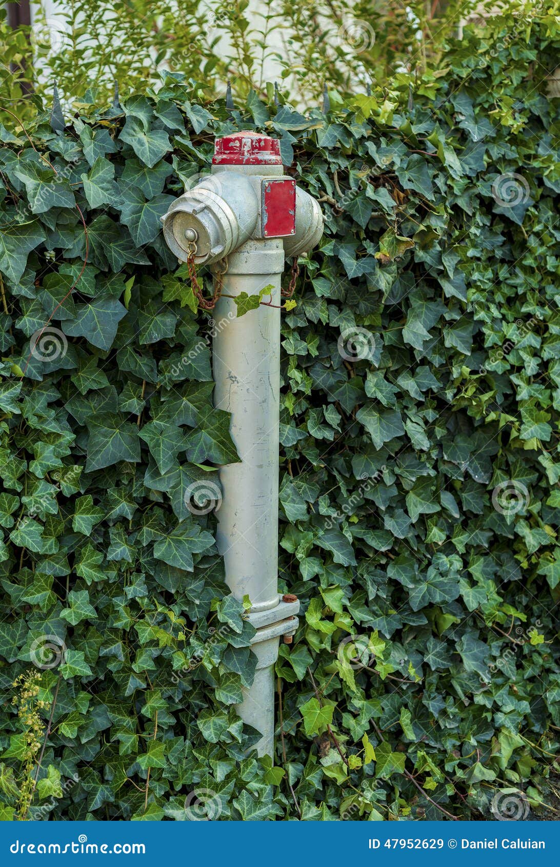 Fire Hydrant Covered in Ivy Stock Image - Image of weeds, iron: 47952629