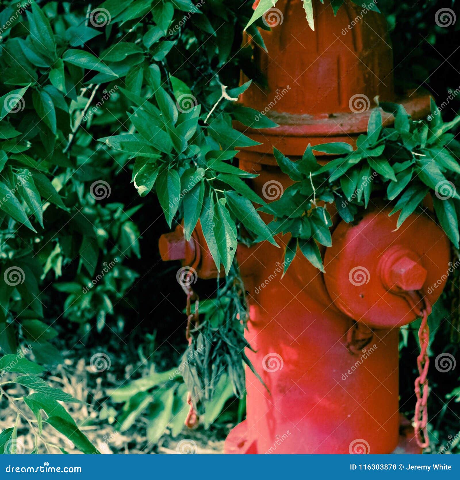 Fire hydrant in a bush stock photo. Image of bush, bushes - 116303878