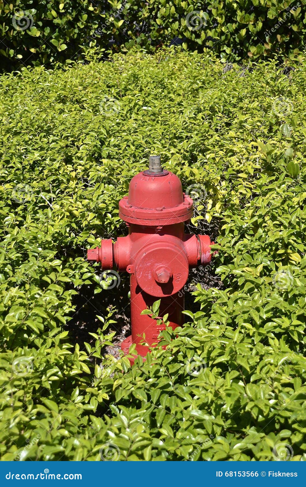 Fire Hydrant Surrounded by Green Plants Stock Photo - Image of ...
