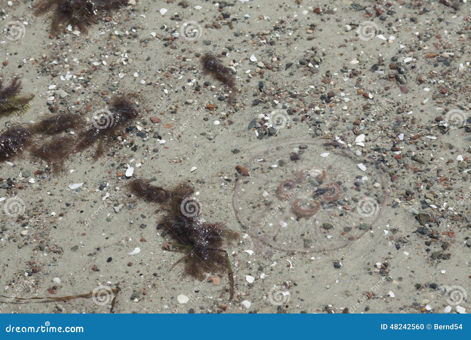 Fire jellyfish stock photo. Image of shore, baltic, water - 48242560