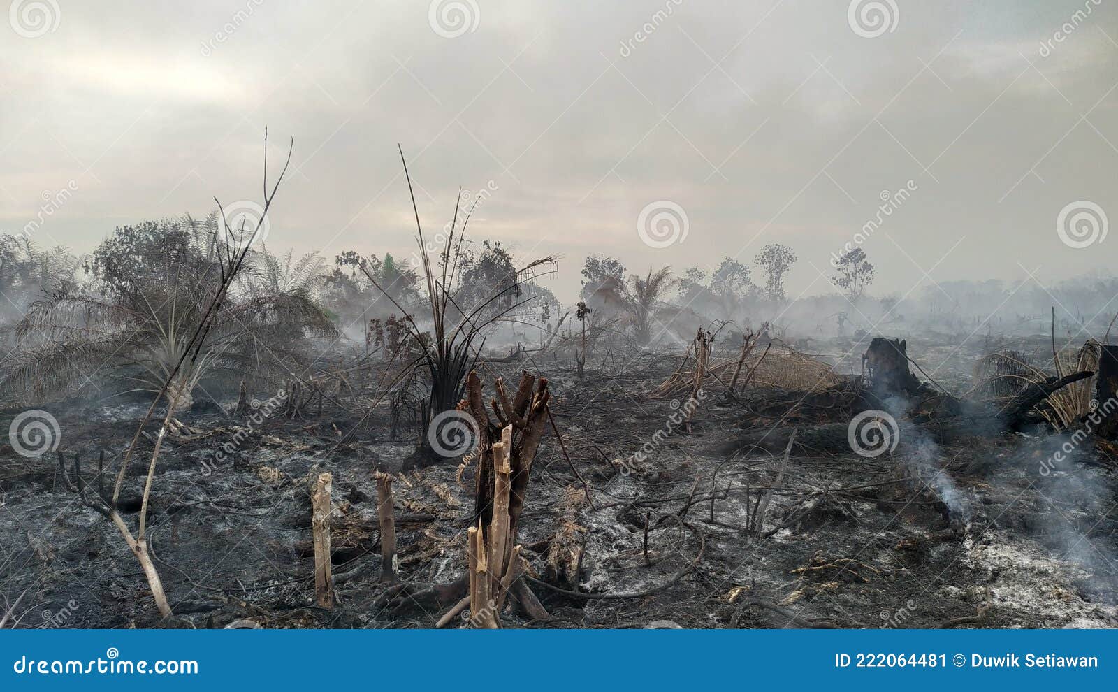 Jungle Fire Royalty-Free Stock Photo | CartoonDealer.com #93378999