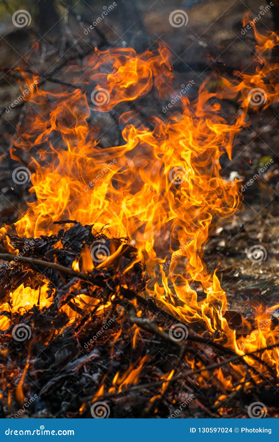 Fire in jungle stock photo. Image of equipment, flame - 130597024
