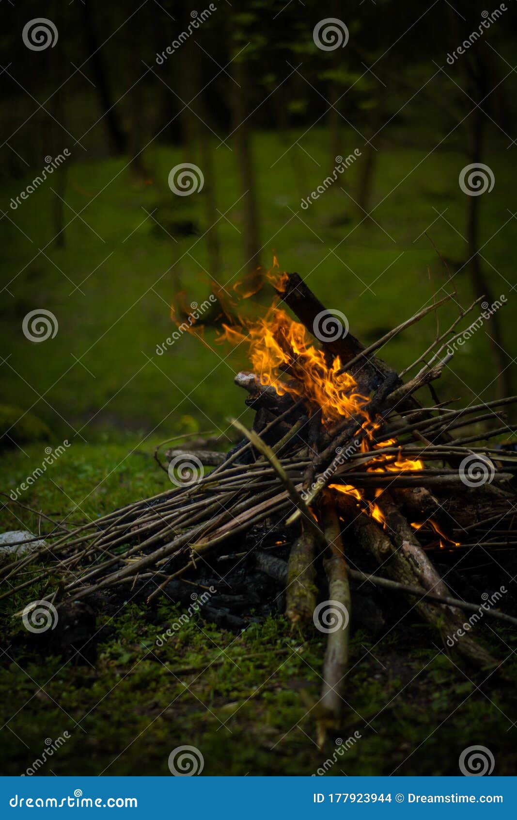 Fire in jungle stock photo. Image of nature, iran, green - 177923944