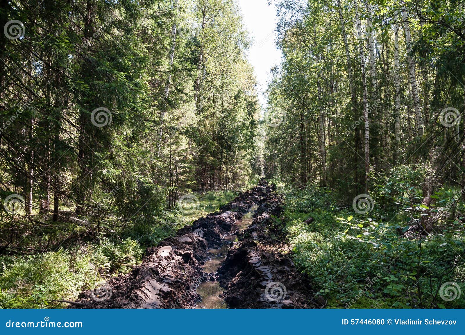 Fire lane in the woods stock photo. Image of forbidden - 57446080
