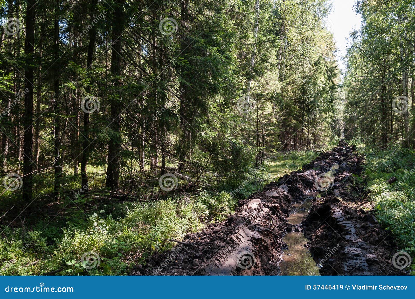 Fire lane in the woods stock image. Image of structure - 57446419