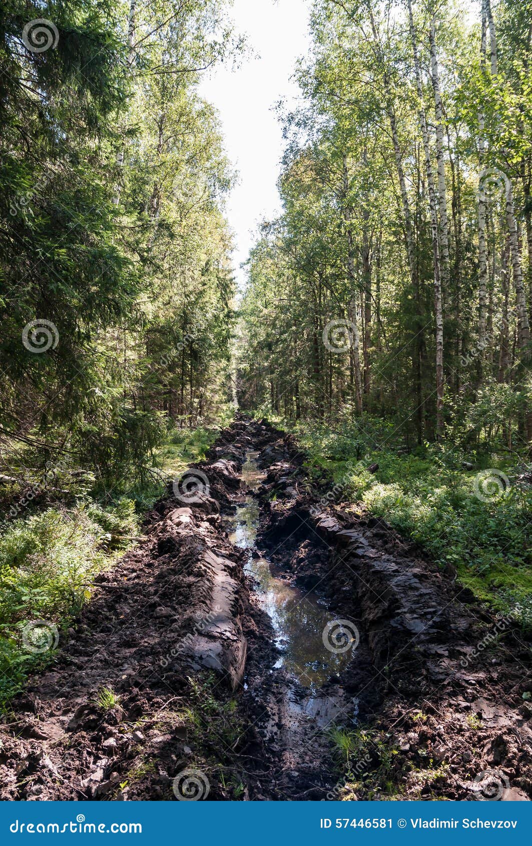 Fire lane in the woods stock image. Image of danger, accessibility ...