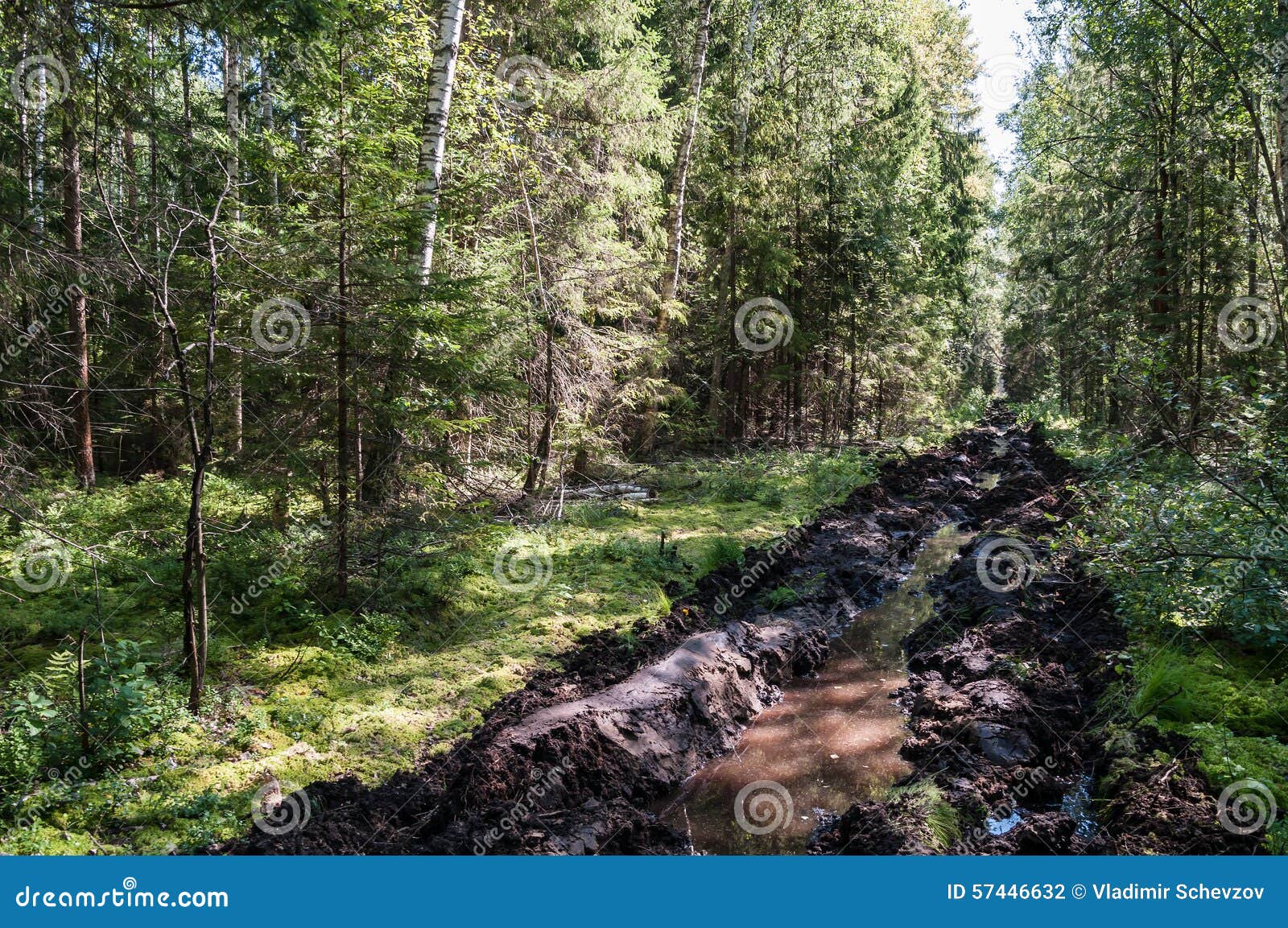 Fire lane in the woods stock photo. Image of natural - 57446632