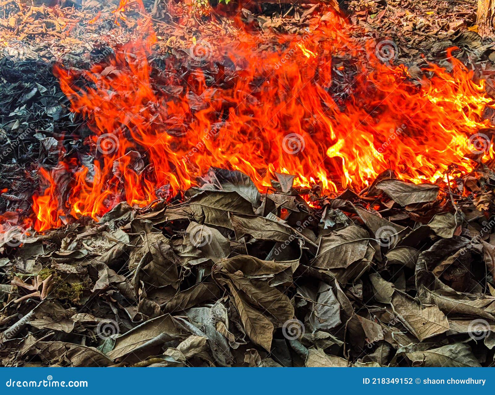 Fire on leaf stock photo. Image of leaf, forest, wilderness - 218349152